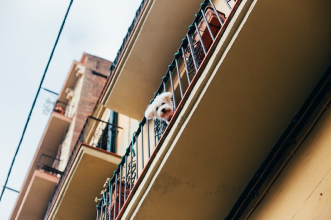 Ivre, elle tue son chien en le jetant 2 fois depuis son balcon et écope... d'une amende